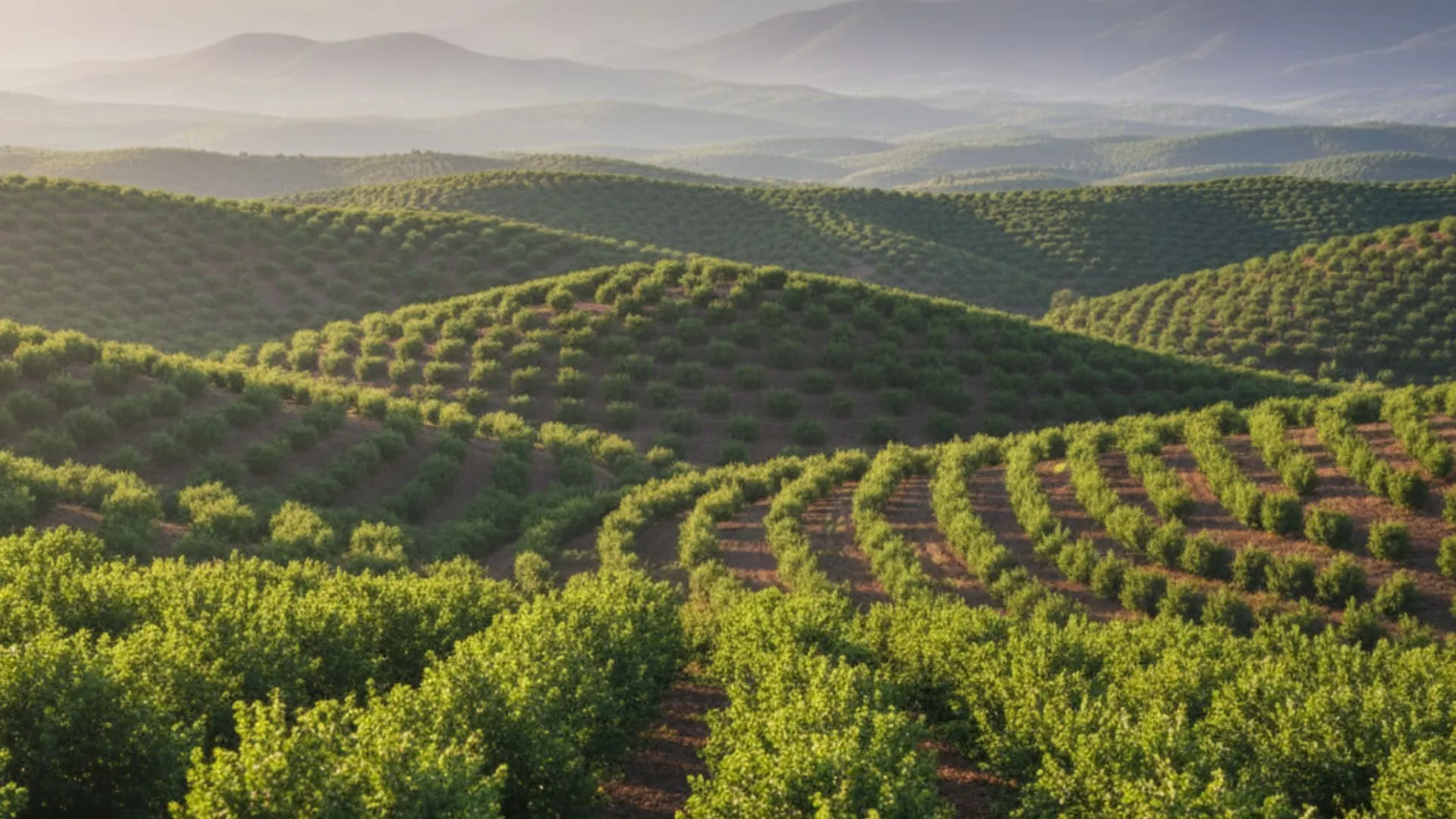 Best Turkey Hazelnut Exporters | Alikhan Trading Company